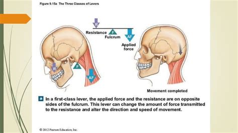 Inbound2772655900034201706 Pdf Lever System In Human Body PDF Physics Science