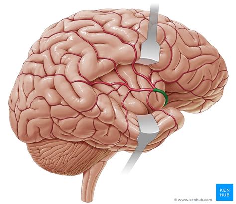 Angular Gyrus Anatomy Location And Clinical Points Kenhub