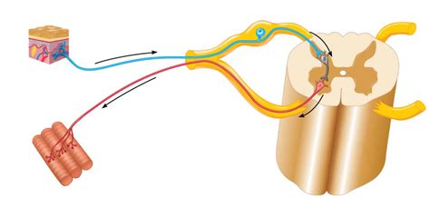 Function Diagram Quizlet Function Diagram Quizlet