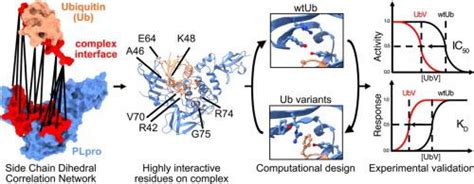 什么加强了蛋白质 蛋白质相互作用：残基相关网络的分析和应用 Journal Of Molecular Biology X Mol