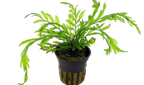 Болбитис Геделоти: содержание, фото, видео