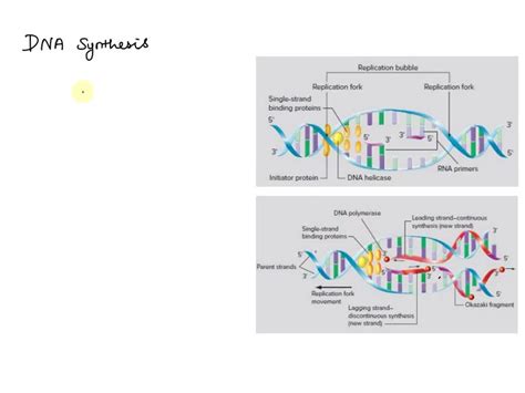 SOLVED Which Statement CORRECTLY Describes Why The DNA Synthesis Is