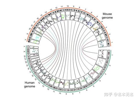 R 数据可视化 —— Circlize 基因组初始化 知乎