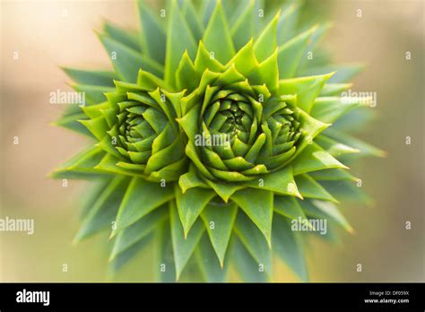 Monkey Puzzle Trees Hi Res Stock Photography And Images Alamy