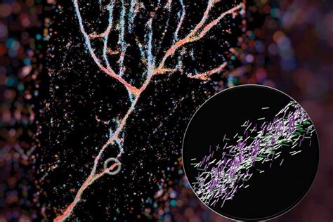 Imaging Technique Shows New Details Of Peptide Structures Office Of Neuroscience Research