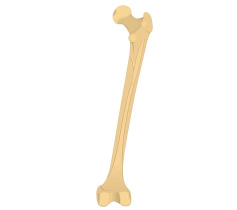 Tibia Bone Unlabeled