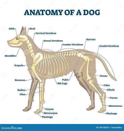 Anatomía Del Perro Con El Interior De La Estructura Del 40 Off
