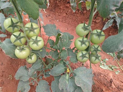 Optimizing Seasonally Nitrate Sources Fertilizers For Tomato Production Summer Adjustments