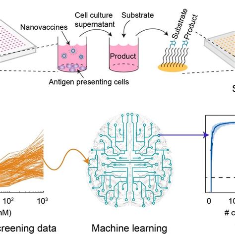 Scalable Rational Vaccinology Enabled By High Throughput Screening And Download Scientific