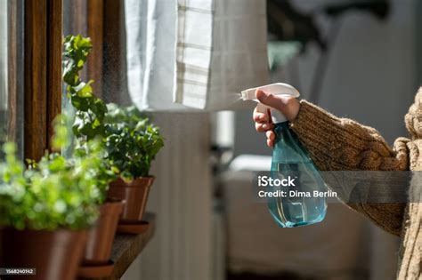 여자는 병에서 깨끗한 물로 화분에 식물을 뿌린다 분무기로 손을 닫습니다 20 24세에 대한 스톡 사진 및 기타 이미지 20 24세 가정 생활 그루지야 Istock