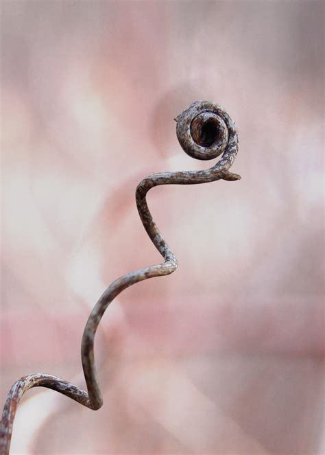 Dead Vine By Psychedelican On Deviantart