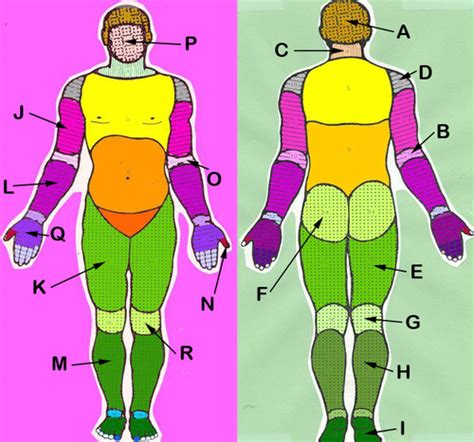 Intro To Anatomy Flashcards Quizlet