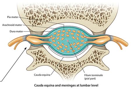 Meninges Of The Spinal Cord