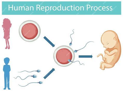 Reproduction In Human Beings