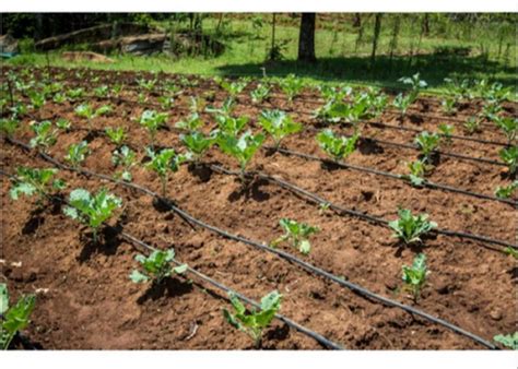 Micro Irrigation System At Rs 3190 Piece Thondamuthur Coimbatore Id 2851488917762