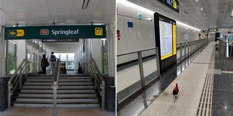 Rooster Seen Wandering At Springleaf Mrt Probably Enjoying Aircon And Escaping Outside Heat
