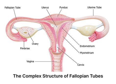 Understanding Fallopian Tubes And Their Role In Fertility