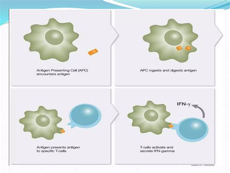 Quantiferon Tb Gold Pptx