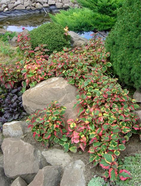 Почвопокровные многолетники фото с названием Flower Garden Plants Garden