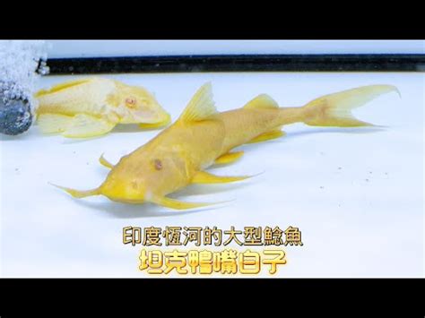 印度恆河的大型鯰魚 坦克鴨嘴白子Bagarius yarrelli albino YouTube