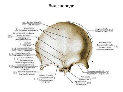 Череп - презентация онлайн