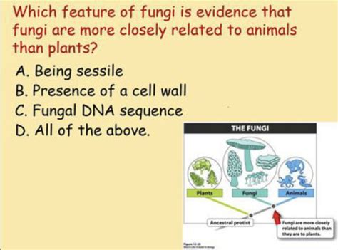 Bio Exam 2 Clicker Questions Flashcards Quizlet