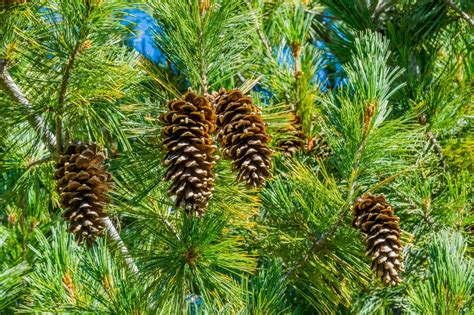 Types Of Pine Trees Types Of Pine Trees