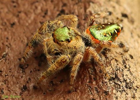 Emerald Jumping Spider