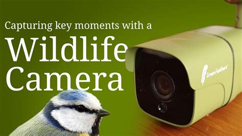 Wildlife Camera Setup Outside Nestbox WiFi Camera To Capture Bird