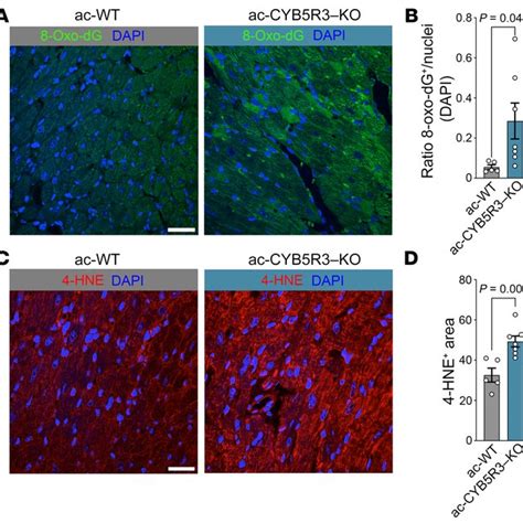 Cardiac Specific Ko Of Cyb5r3 Increases 8 Oxog And 4 Hne Staining