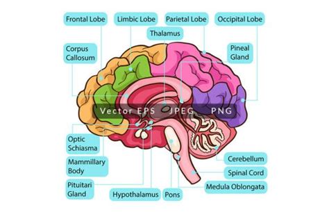 Human Brain Function Anatomy Graphic By SCWorkspace Creative Fabrica