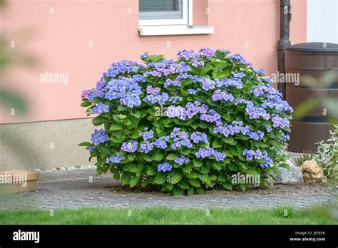 Plate Hydrangea Hydrangea Macrophylla Blue Tit Teller Hortensie