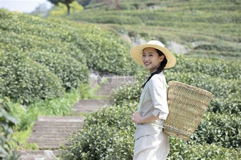 茶园姑娘背着竹篓去采茶高清图片下载 正版图片501604430 摄图网