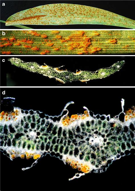 Wheat Leaf Rust Caused By Puccinia Triticina A Symptoms On Flag Leaf Download Scientific
