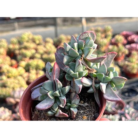 【多肉好好買】三寸盆 雞冠玉 多肉植物 現貨 蝦皮購物