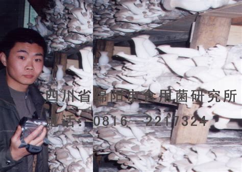 杏鲍菇培训栽培技术菌种图片 中国食用菌网