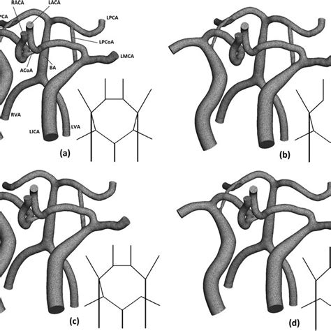 Schematic And 3d Reconstructed Geometries Of Complete Cow And Three