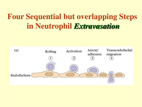 Ppt Chapter 14 Cell Mediated Effector Responses Powerpoint Presentation Id 4234393