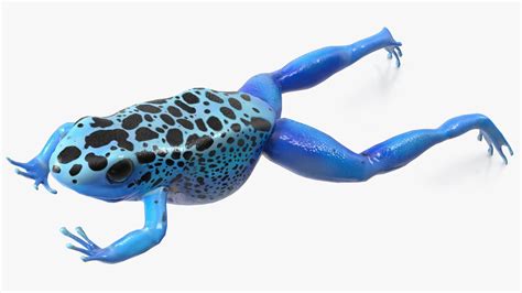 Dendrobates Tinctorius Jumping Pose 3d Turbosquid 2185889