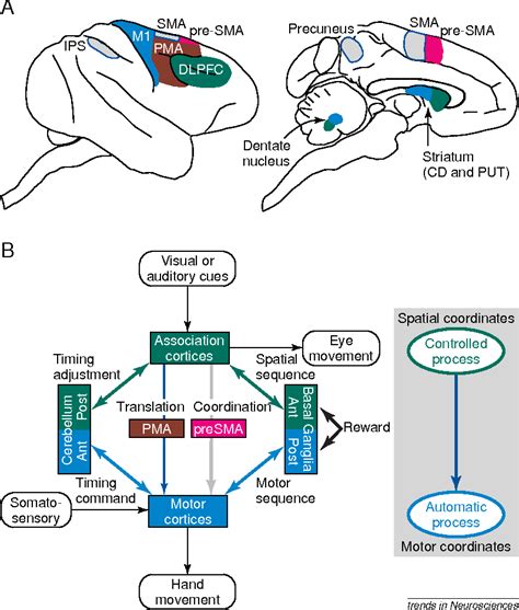 Figure 4 From Parallel Neural Networks For Learning Sequential
