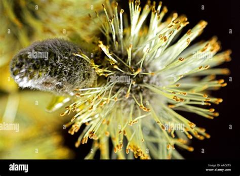 Sallow Tree Hi Res Stock Photography And Images Alamy