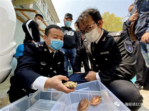 【执法实录】上海警方成功破获非法收购、出售珍贵、濒危野生动物系列案件澎湃号·政务澎湃新闻 The Paper
