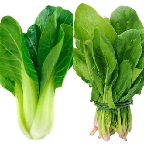 Gobi Бууцай Юуцай хоёр ямар ялгаатай вэ Ногоон навчаараа адилхан ч бууцай тост байцаа