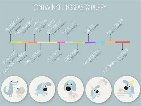 Puppy Ontwikkelingsfases Van Geboorte Tot Volwassen Hond Beeztees