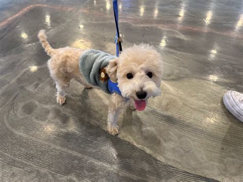 푸들 아침 프렌치불독크기 빠삐용크기 파피용크기 사모예드크기 스피츠크기 시바견크기 시베리안허스키크기 시츄크기 요크셔테리어크기 웰시코기크기 이탈리아그레이하운드크기 치와와크기