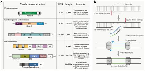 A List Of Mobile Elements Structure And Its Distribution In The Human Download Scientific