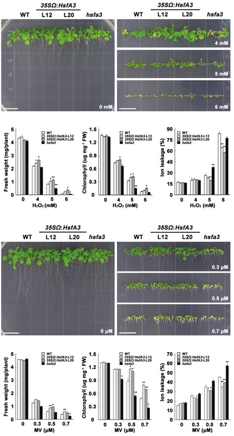 Oxidative Stress Tolerance Of Transgenic Arabidopsis Plants Imbibed Download Scientific