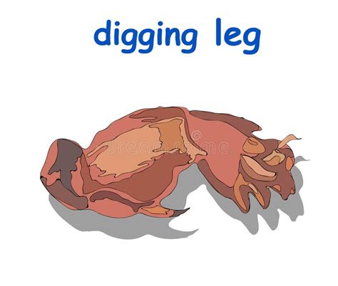 Pirate With Digging Shovel Stock Illustration Illustration Of Tropical 77522352