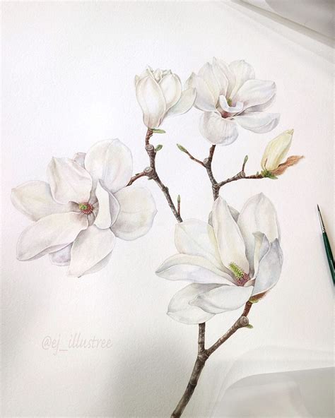 Ej🌿 On Instagram 모두 다섯 송이의 목련 가지🌿 이제 고이 덮어 두고 봄과 여름이 지나고 목련의 잎이 푸르고 단단해지면 함께 그려 넣을 예정이다🌿 백목련