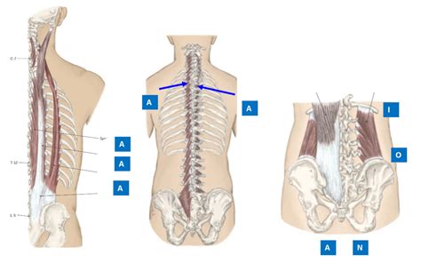 Pht1103 Anatomy Aoin Erector Spinae Multifidi Rotatores Quadratus Lumborum Diagram Quizlet